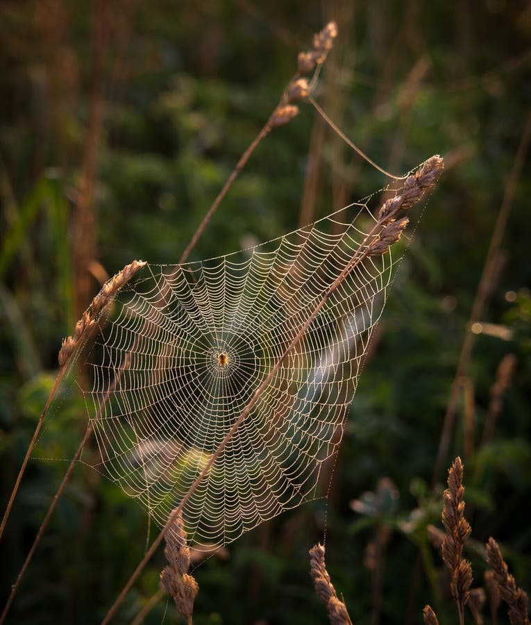 Cobweb on grass stock image. Image of perfect, master - 15801509