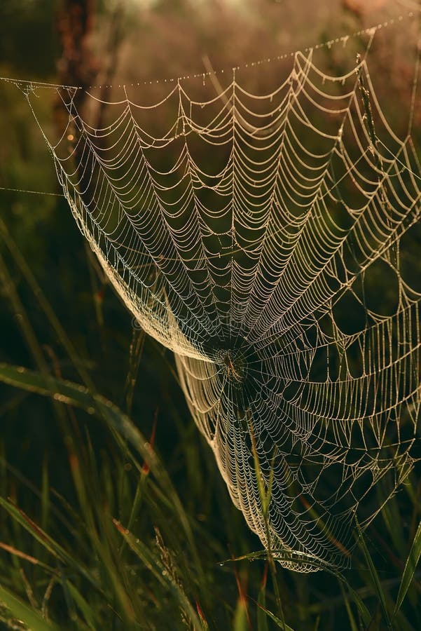 Cobweb in grass meadow stock image. Image of forest, glitter - 73642809