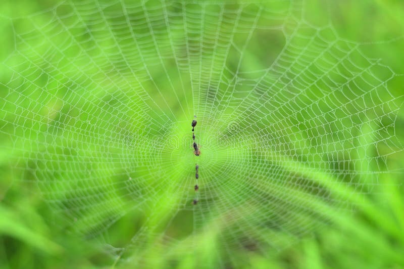Cobweb on the Green Background Stock Image - Image of cobweb, black ...