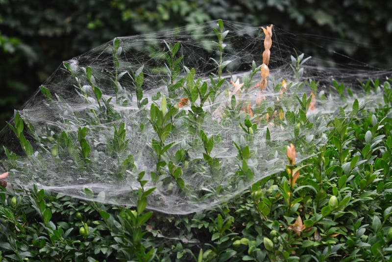 Cobweb on green bush stock image. Image of bush, leaves - 75056305