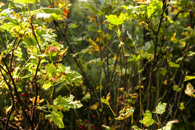 Cobweb in the green bushes stock image. Image of outdoor - 129958349