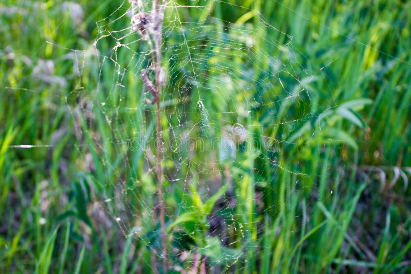Cobweb on green grass stock image. Image of white, pattern - 87633749
