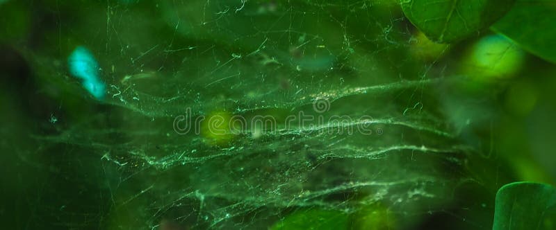 Cobweb stock image. Image of light, close, concept, black - 86236279