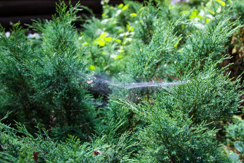 Cobweb on Green Thuja Shrub Stock Photo - Image of trap, floral: 327570558