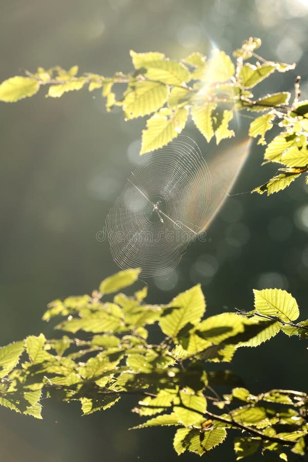 Cobweb on Green Tree in Forest in Morning, Closeup Stock Photo - Image ...