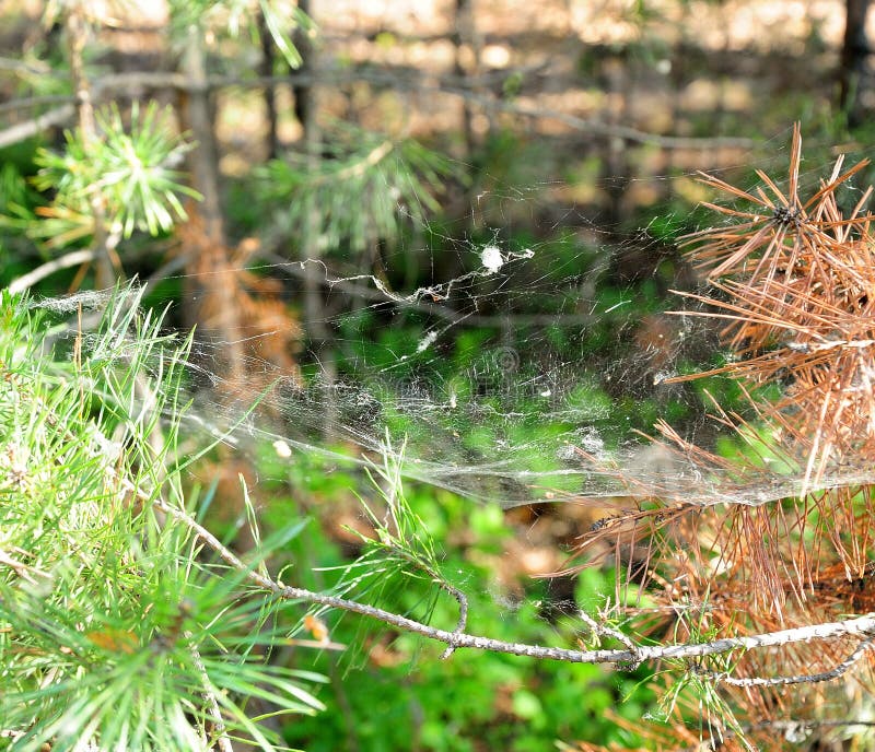 Cobweb Hanging with Spider on Blade of Grass in Front of the Forest ...