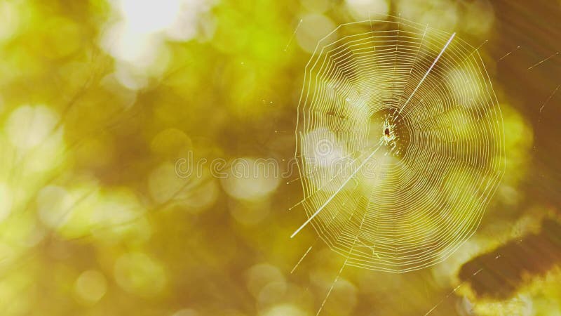Cobweb High on a Tree in a Dense Forest. the Trees in the Moss Sun ...
