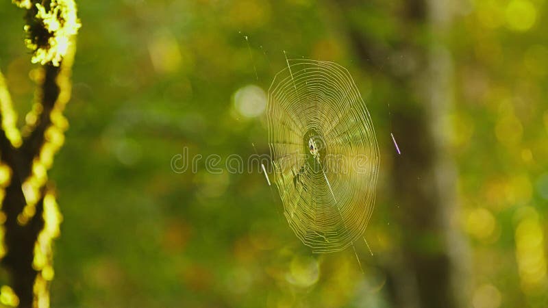 Cobweb High on a Tree in a Dense Forest. the Trees in the Moss Sun ...