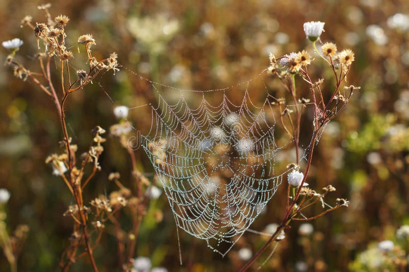 Cobweb lace stock image. Image of drops, field, agile - 44566189