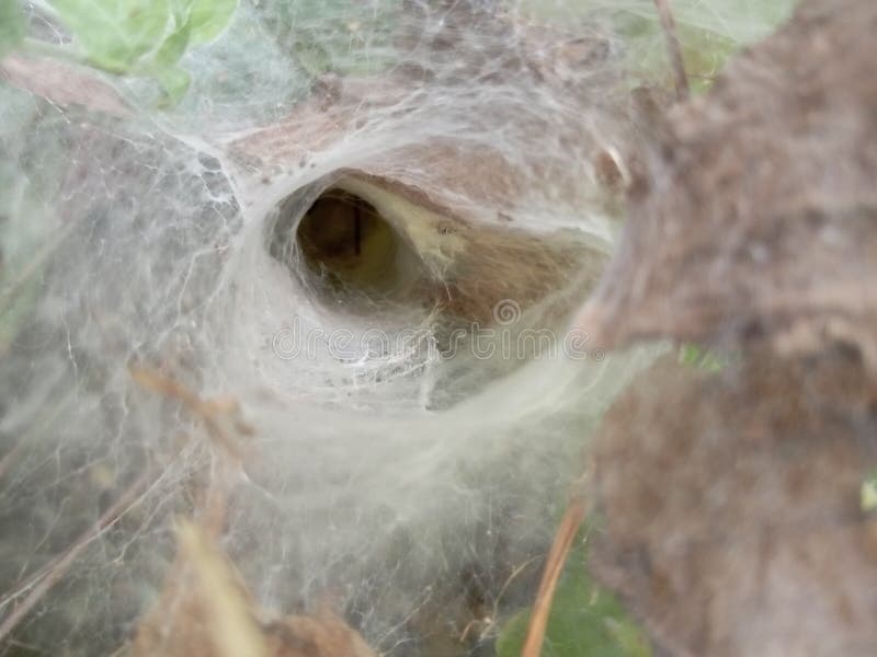 A cobweb like hole stock image. Image of hole, arthropod - 262261949