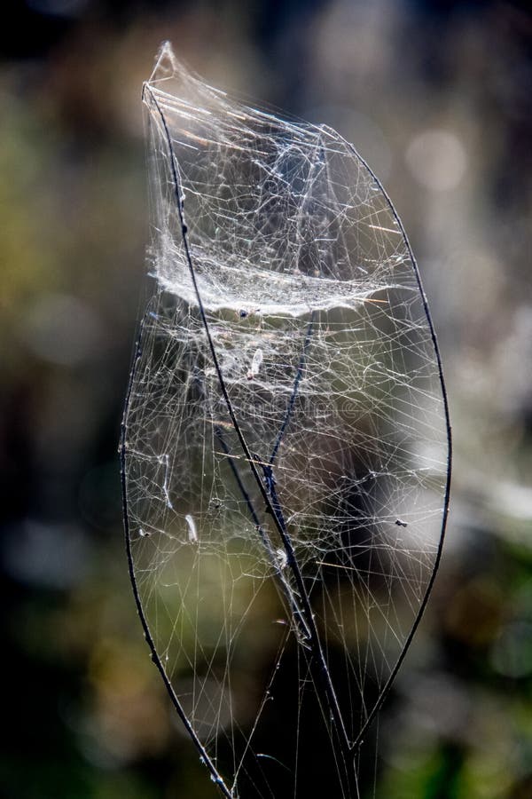 Cobweb Looking Like a Light Bulb Stock Image - Image of light, looking ...