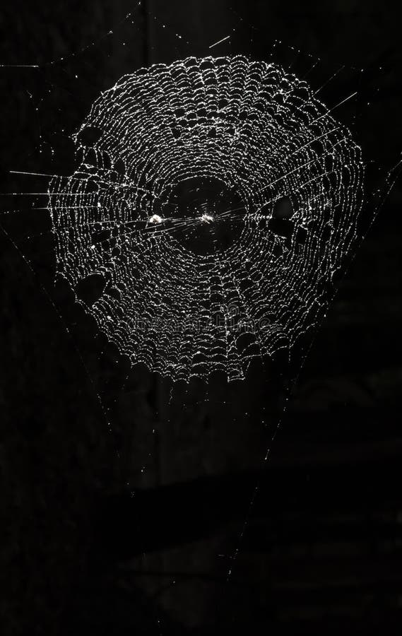 Real Spider Web on a Black Background Stock Photo - Image of ...