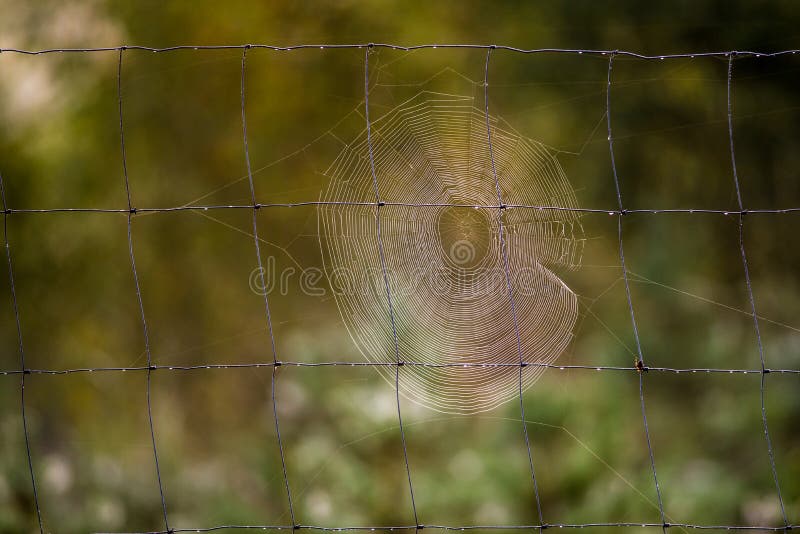 Cobweb macro on an fence stock image. Image of nature - 125761313