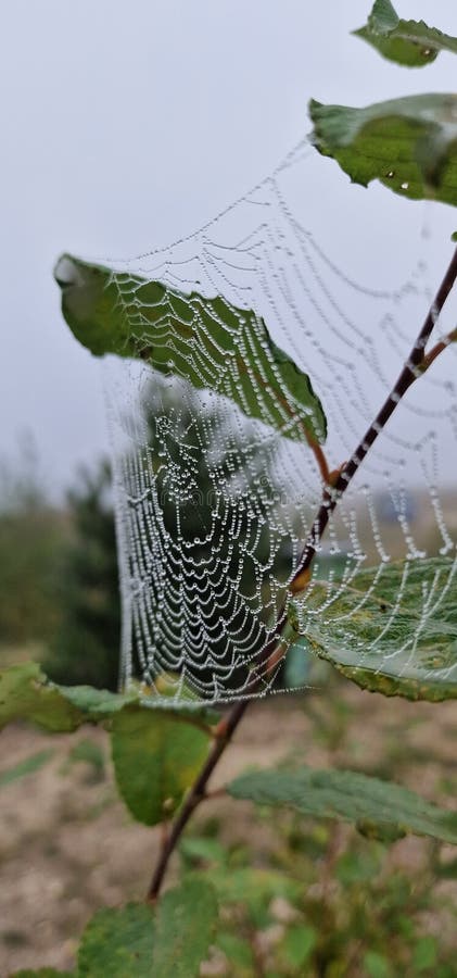 Cobweb with Morning Dew between Branches of a Tree Stock Image - Image ...