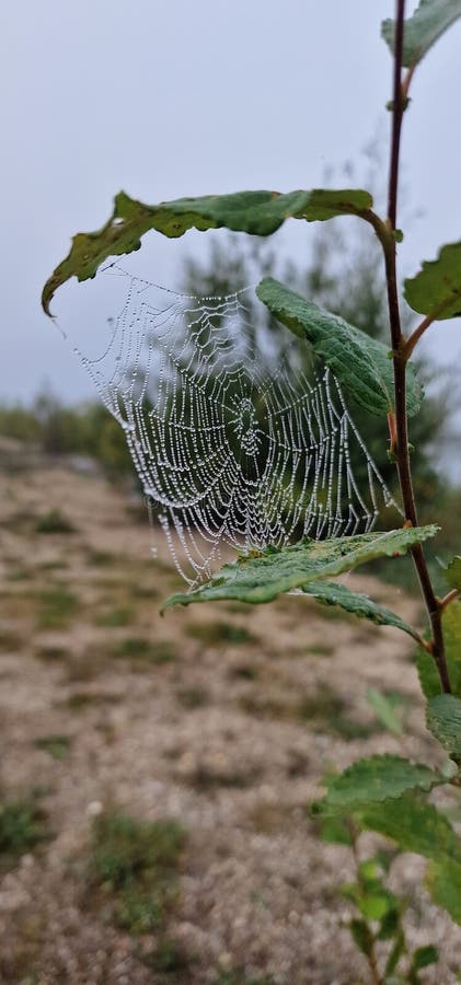 Cobweb with Morning Dew between Branches of a Tree Stock Photo - Image ...