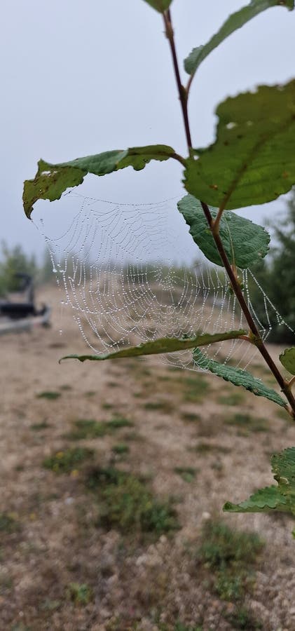 Cobweb with Morning Dew between Branches of a Tree Stock Image - Image ...
