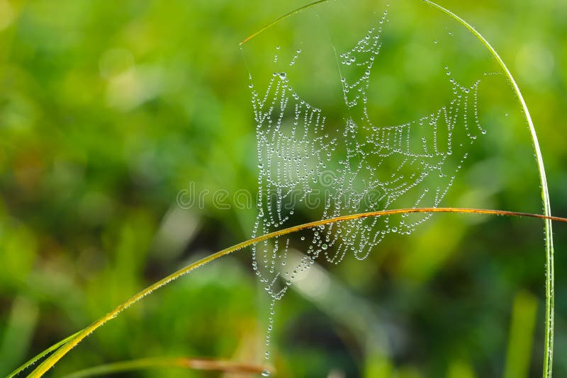 Cobweb or Cobweb is a Natural Rain Pattern. Spider Web with a Pattern ...