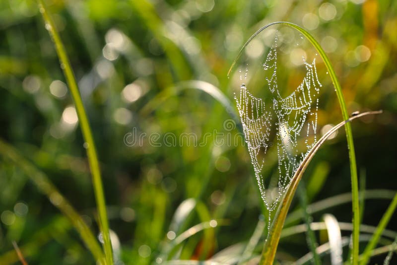 Cobweb or Cobweb is a Natural Rain Pattern. Spider Web with a Pattern ...