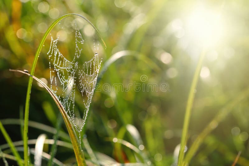 Cobweb or Cobweb is a Natural Rain Pattern. Spider Web with a Pattern ...