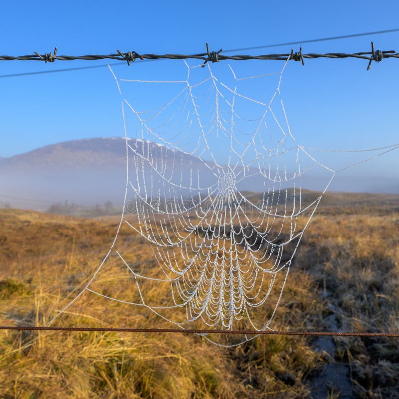 Cobweb Over a Background of a Field and Mountains Stock Image - Image ...