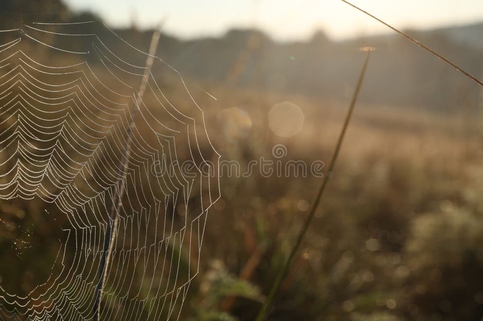 Cobweb on Plants at Meadow in Morning, Closeup. Space for Text Stock ...