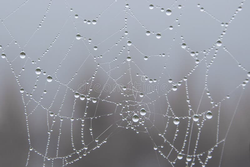 Cobweb after rain stock photo. Image of drops, close - 136419476