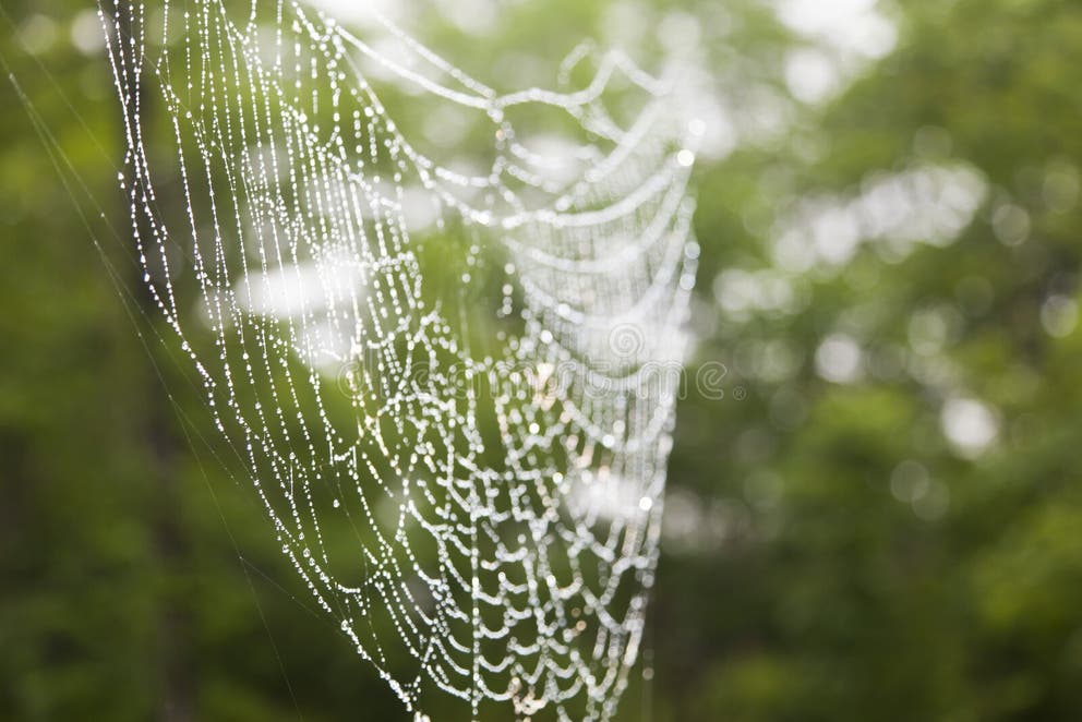 Cobweb in the rain stock image. Image of closeup, morning - 42814387