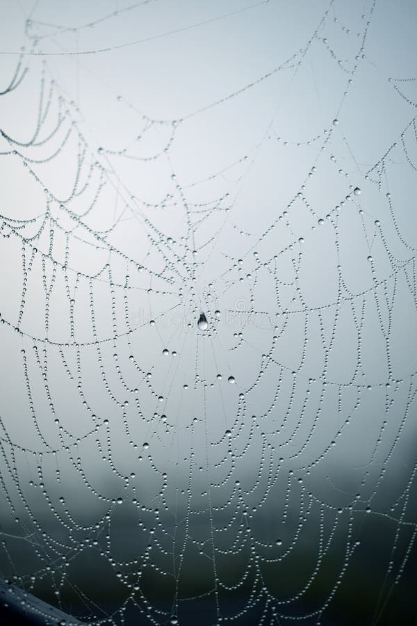 Cobweb and Rain Drops on Gray Sky Background Stock Image - Image of ...