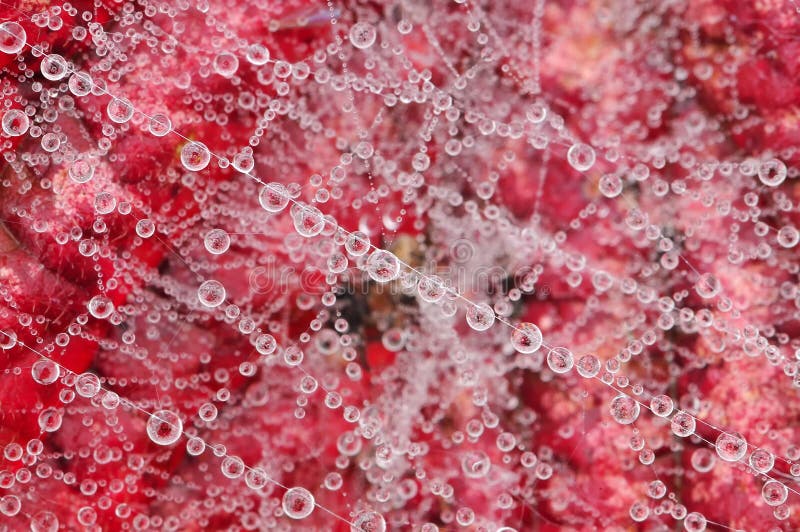 Cobweb on a Red Leaf Covered with Drops of Dew. Stock Image - Image of ...