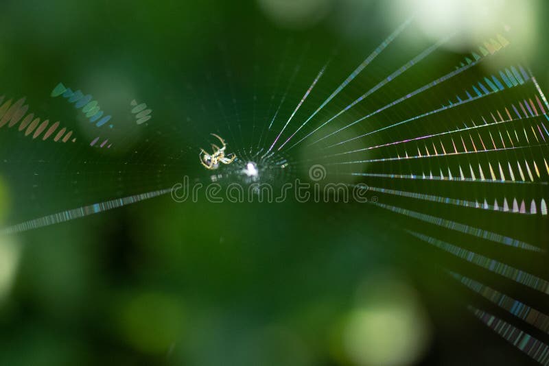 Cobweb with Solar Reflection and Spider Stock Photo - Image of nature ...