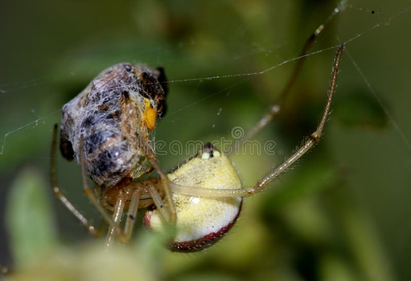 Cobweb spider stock image. Image of insect, macro, triangulate - 12949621