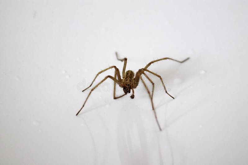 Cobweb Spider or Tegeneria Gigantea Stock Photo - Image of spider ...