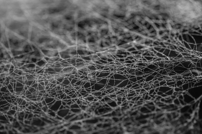 Cobweb or Spider Web As a Nature Trap Stock Image - Image of real ...