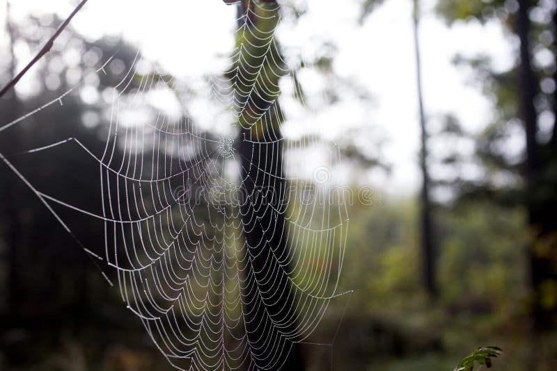 Cobweb stock photo. Image of curve, outdoor, creepy, concentric - 45255690