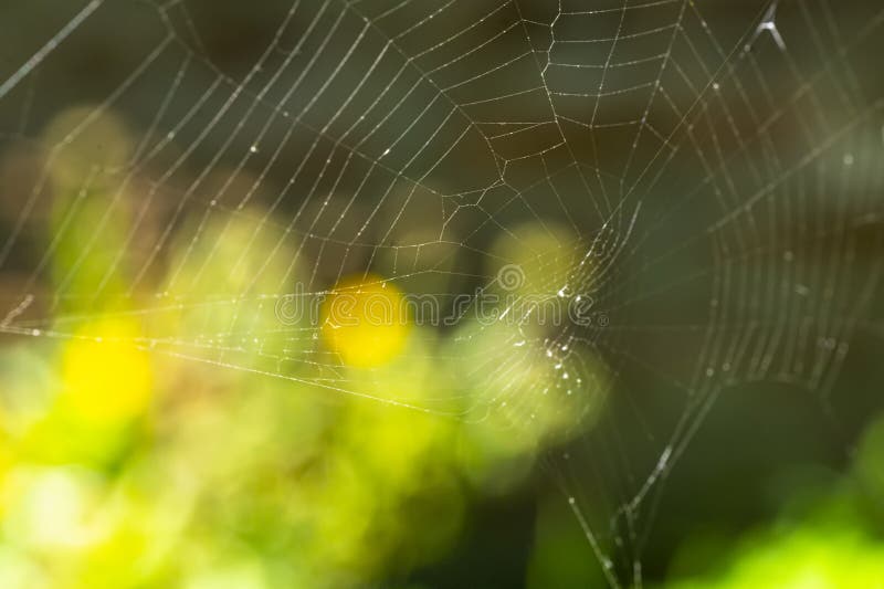 Cobweb , Spider Web in the Garden Stock Photo - Image of green, cobweb: 313751082