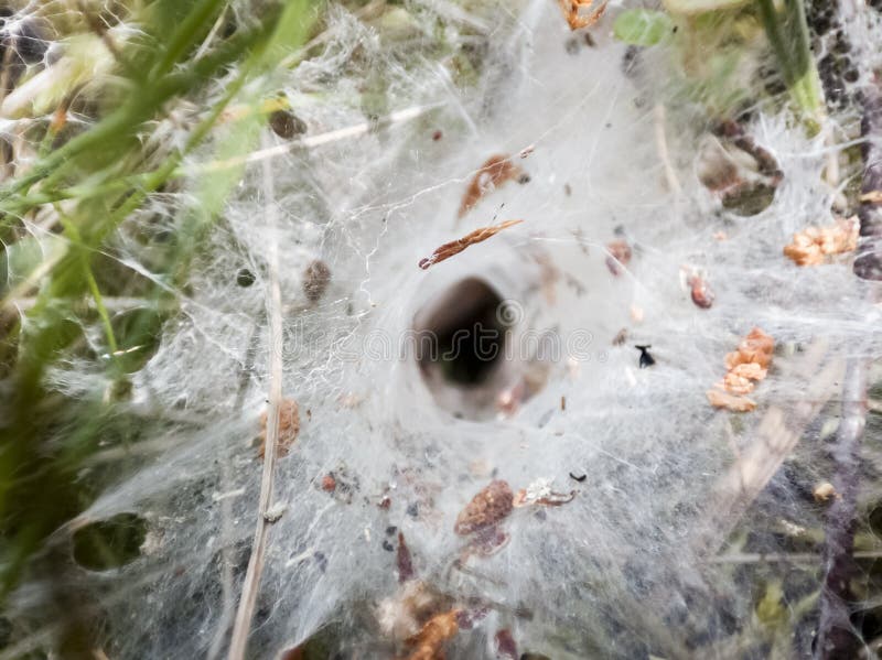 Cobweb or Spider Web Nest Vortex in Green Grass with Tiny Fallen Leaves ...