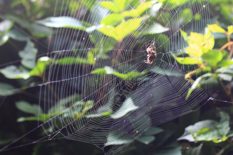 Cobweb stock photo. Image of metaphor, wait, spiders - 36528392