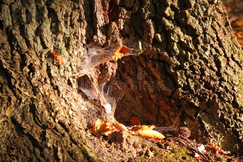 Cobweb, spiderweb stock image. Image of leaf, october - 16489909