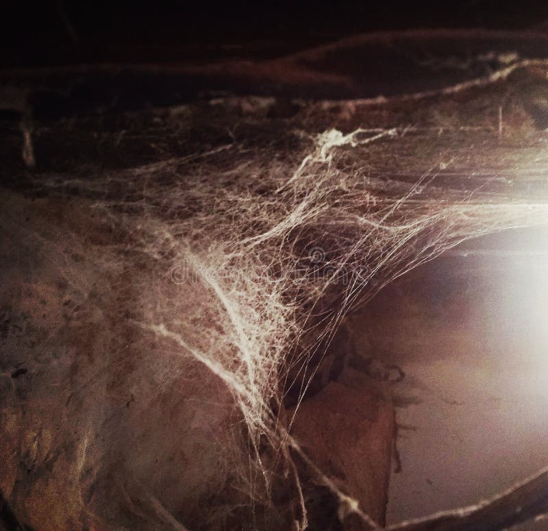 Cobweb stock photo. Image of cobweb, dust, spiderweb - 131014764