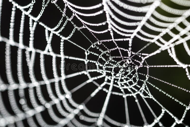 Cobweb or Spiderweb Natural Rain Pattern Background Close-up.Blur View ...