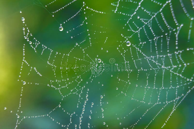 Cobweb or Spiderweb Natural Rain Pattern Background Close-up. Stock ...