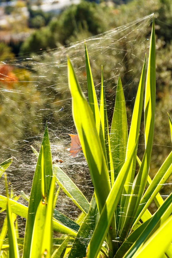 Cobweb or Spiderweb on a Plant Stock Photo - Image of light, cobweb ...