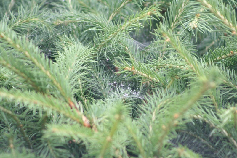 Cobweb on spruce stock photo. Image of plant, outdoors - 119826272