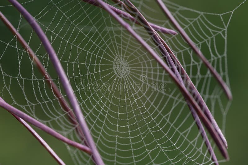 Cobweb Stems Willow Herb Stock Photos - Free & Royalty-Free Stock ...