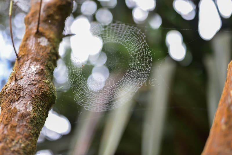 Cobweb, Stretched between Two Trees, Covered with Drops (Sumatra ...