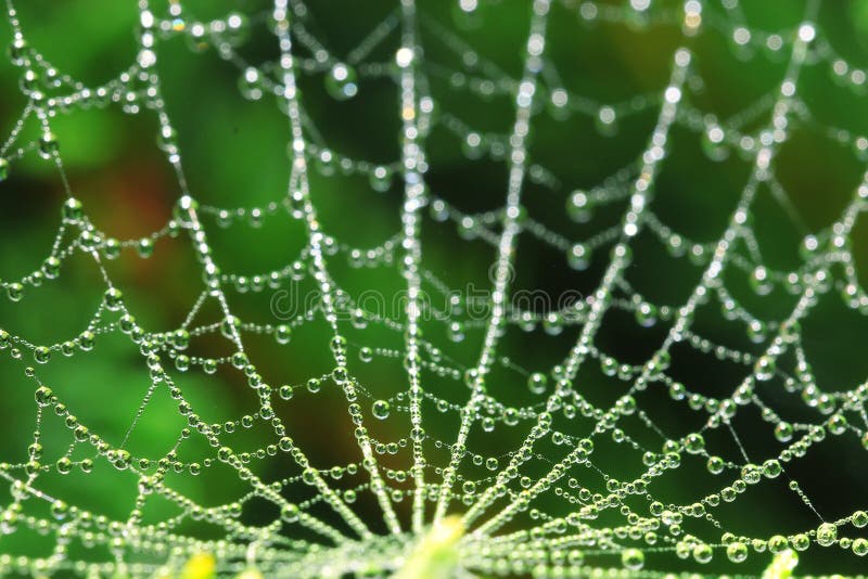 Cobweb at summer forest stock photo. Image of plant, outdoors - 59561406