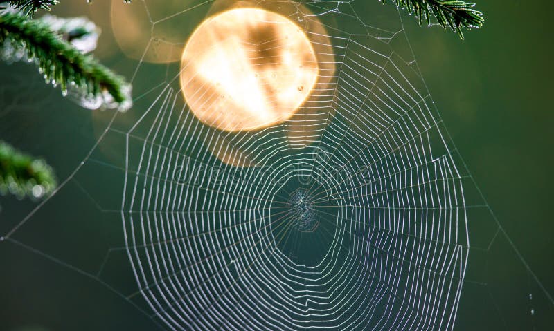 Cobweb and sun background stock photo. Image of sunrise - 125761316