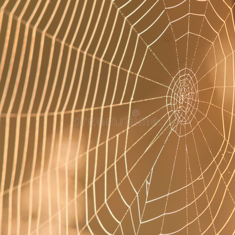 Cobweb in the sun stock image. Image of arachnid, grass - 32465665