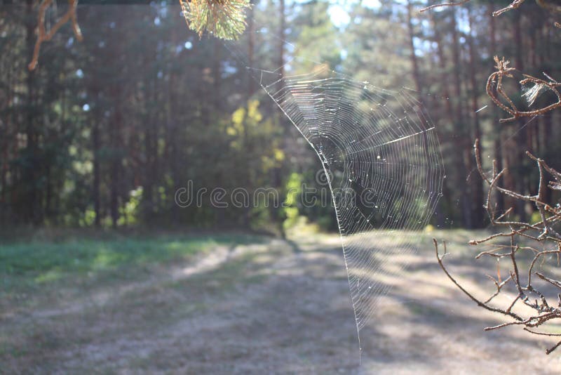 Cobweb in the sun stock photo. Image of summer, morning - 58706524