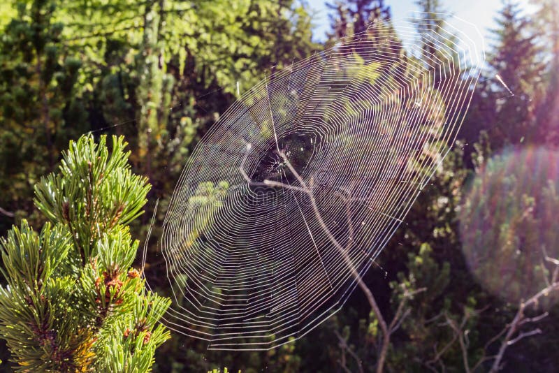 Cobweb in the sun stock image. Image of nature, spider - 77478095